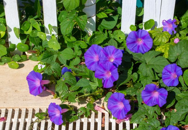 Jakie kwiaty na balkon wybrać? Praktyczne porady - Nowoczesny.pl